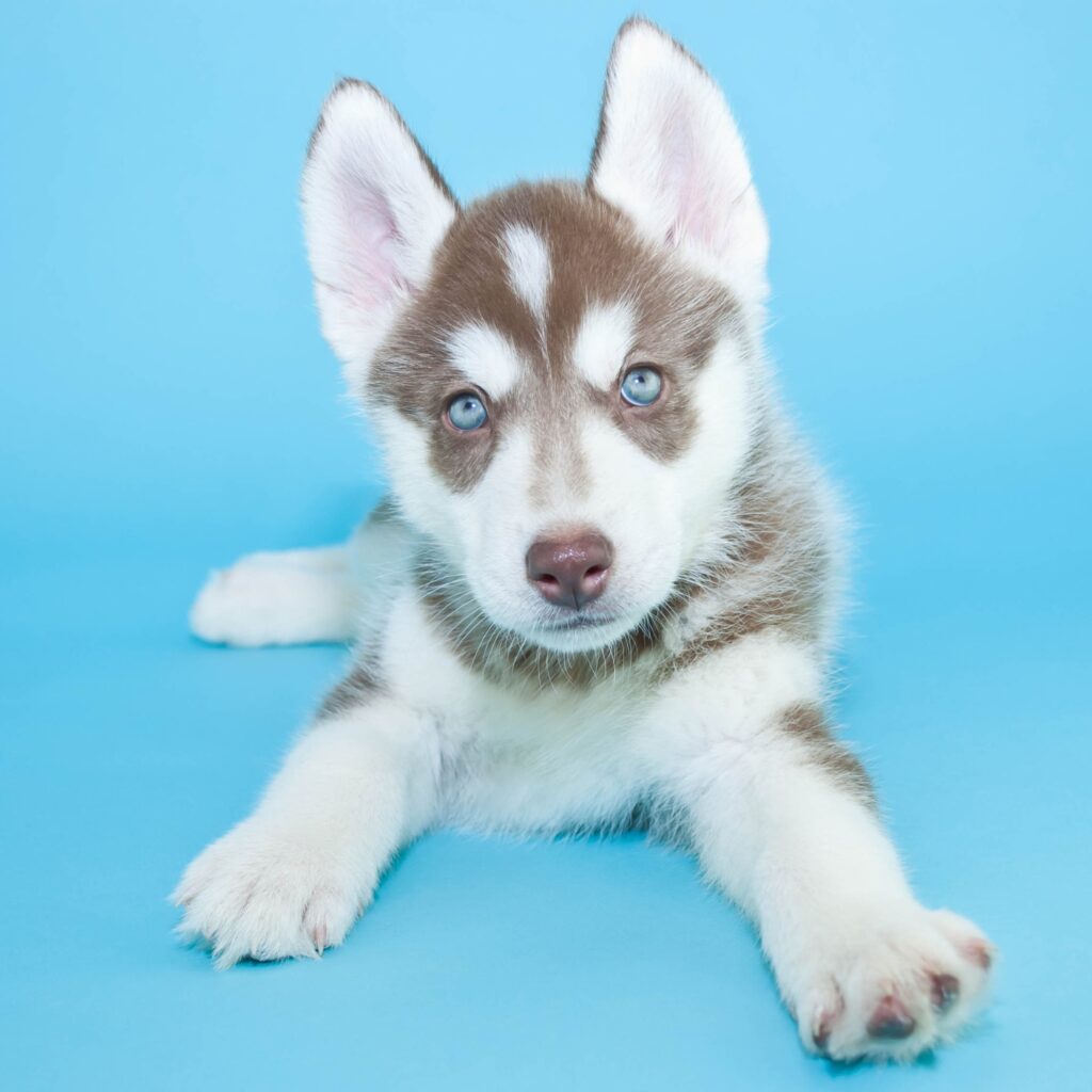 Cuidados Especiales para un Husky Siberiano en el Clima de Chile ...